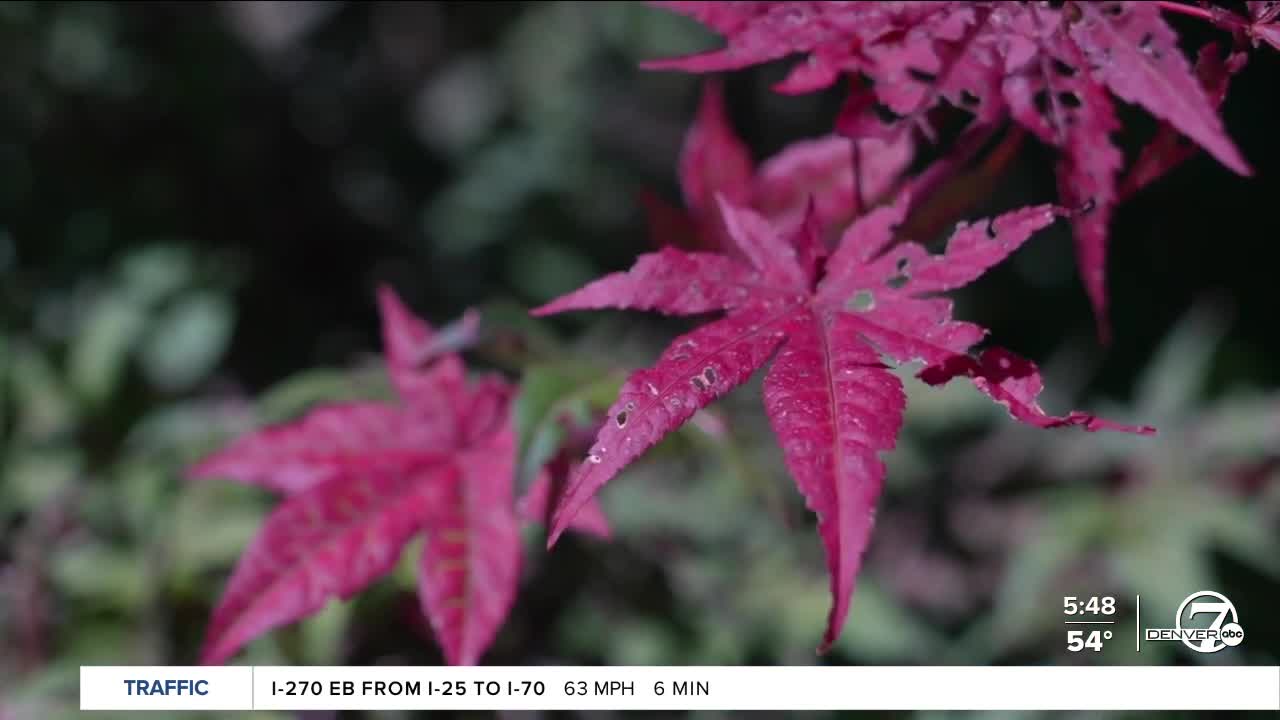 Colorado fall foliage this weekend: Updated map shows best places to ...