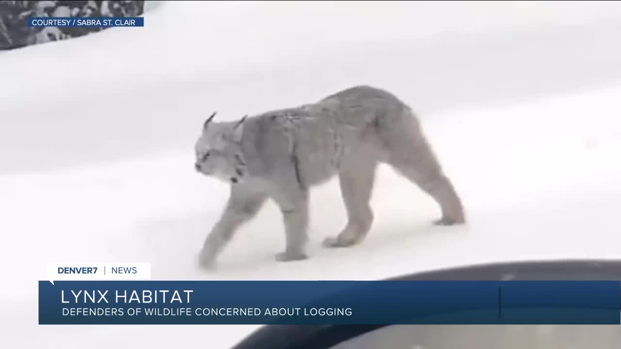 New habitat study reveals biggest challenges for Colorado's Canada lynx