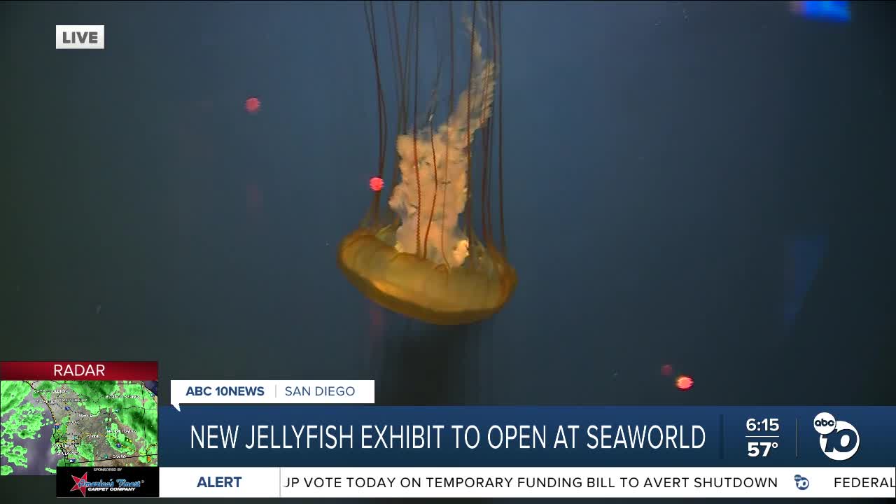 New jellyfish exhibit opens at SeaWorld San Diego Saturday