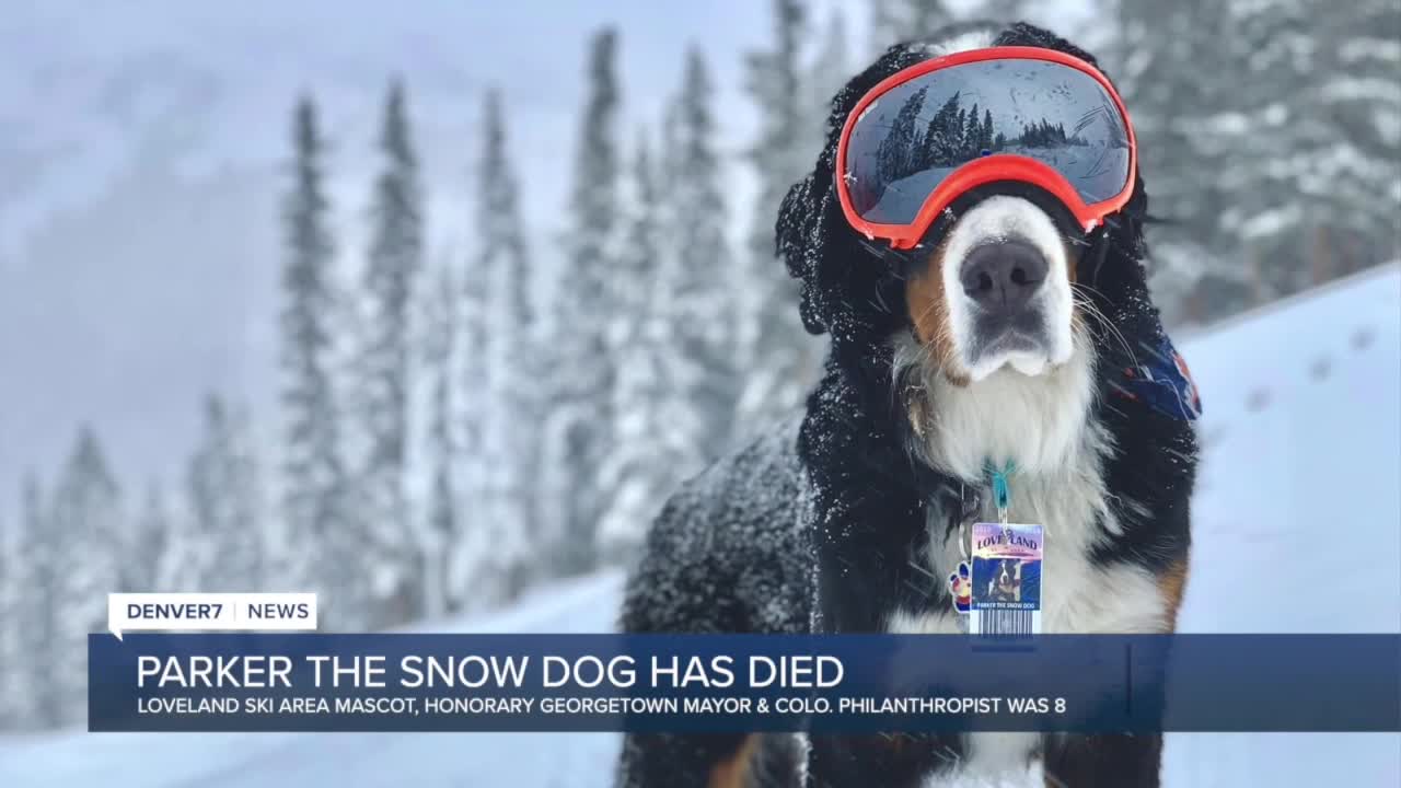 Parker the Snow Dog, Loveland Ski mascot and Georgetown's honorary ...