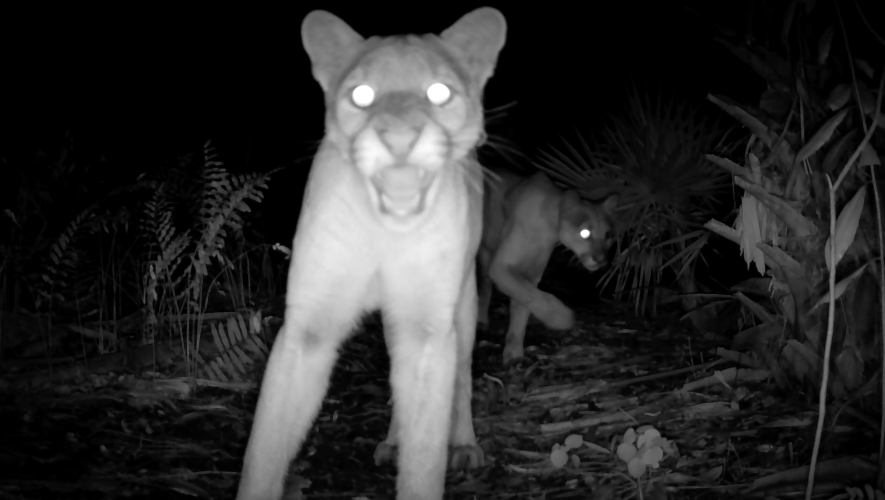 Filmmakers race to make sure images aren’t only evidence Florida ...