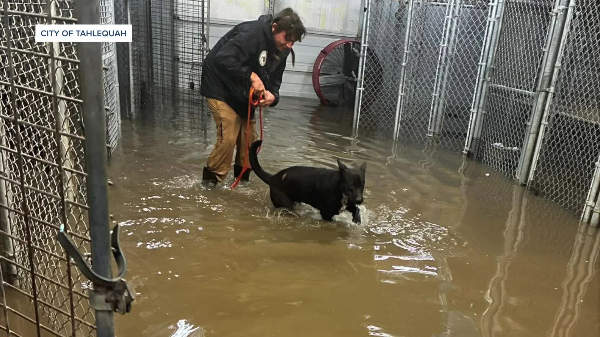 'Close-knit' | Tahlequah neighbors donate supplies after animal shelter ...