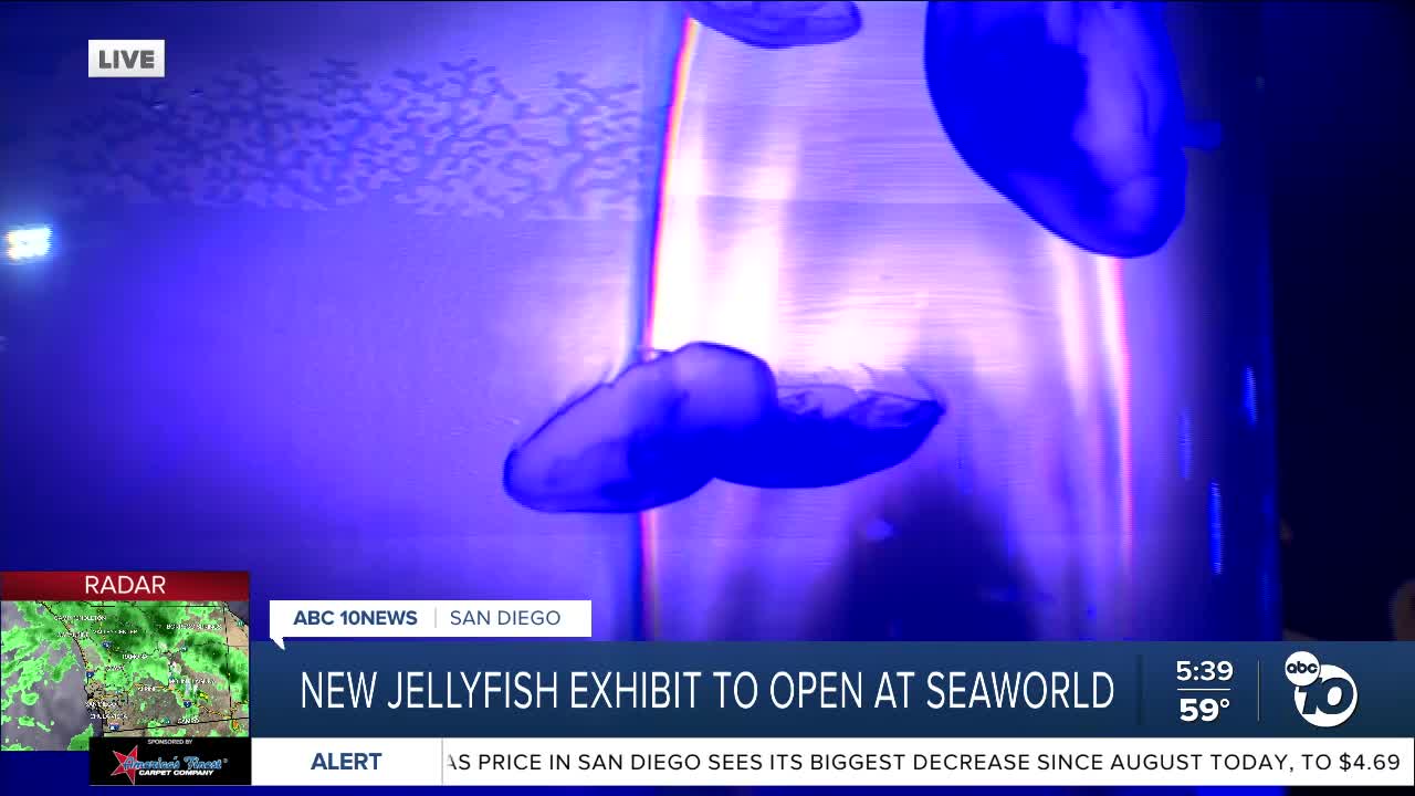 New jellyfish exhibit opens at SeaWorld San Diego Saturday