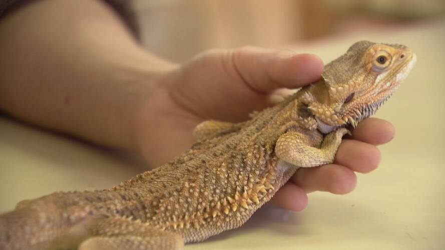 Out & About: Big Sky Reptile Expo returns to Billings