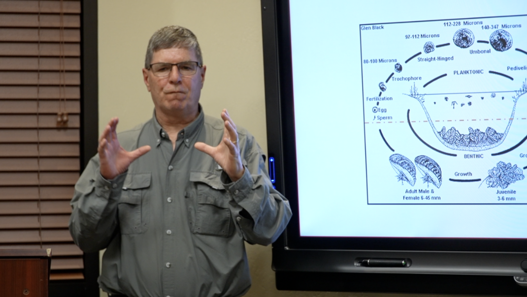 Invasive golden mussels threaten Kern County water systems