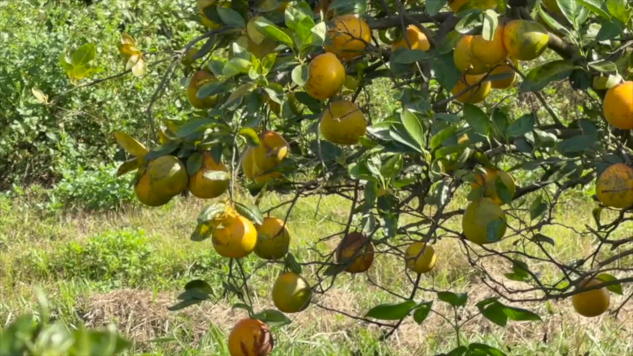 Naples, Florida News | Southwest Florida | WFTX Fox 4 News | In Your Neighborhood