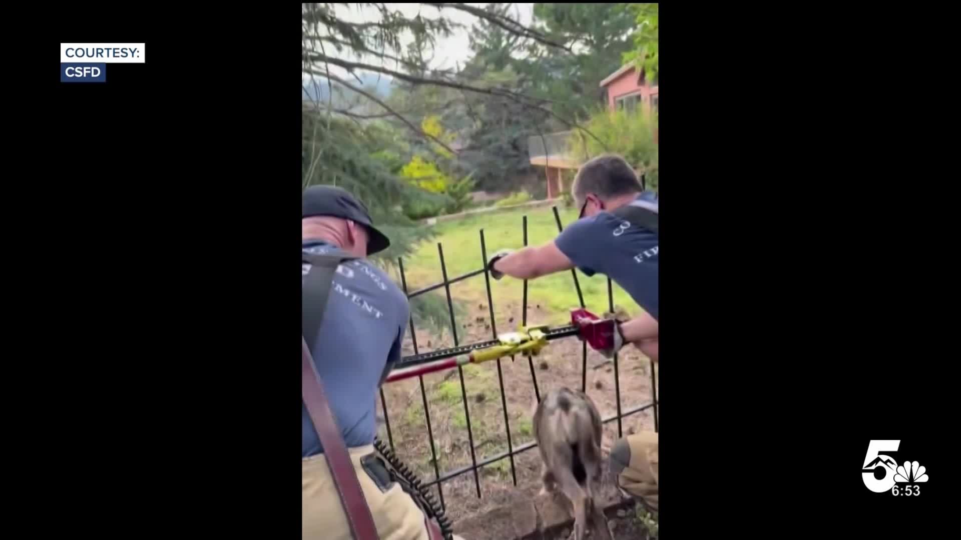 Colorado Springs Firefighters Save Deer Trapped in Fence – Wildlife ...