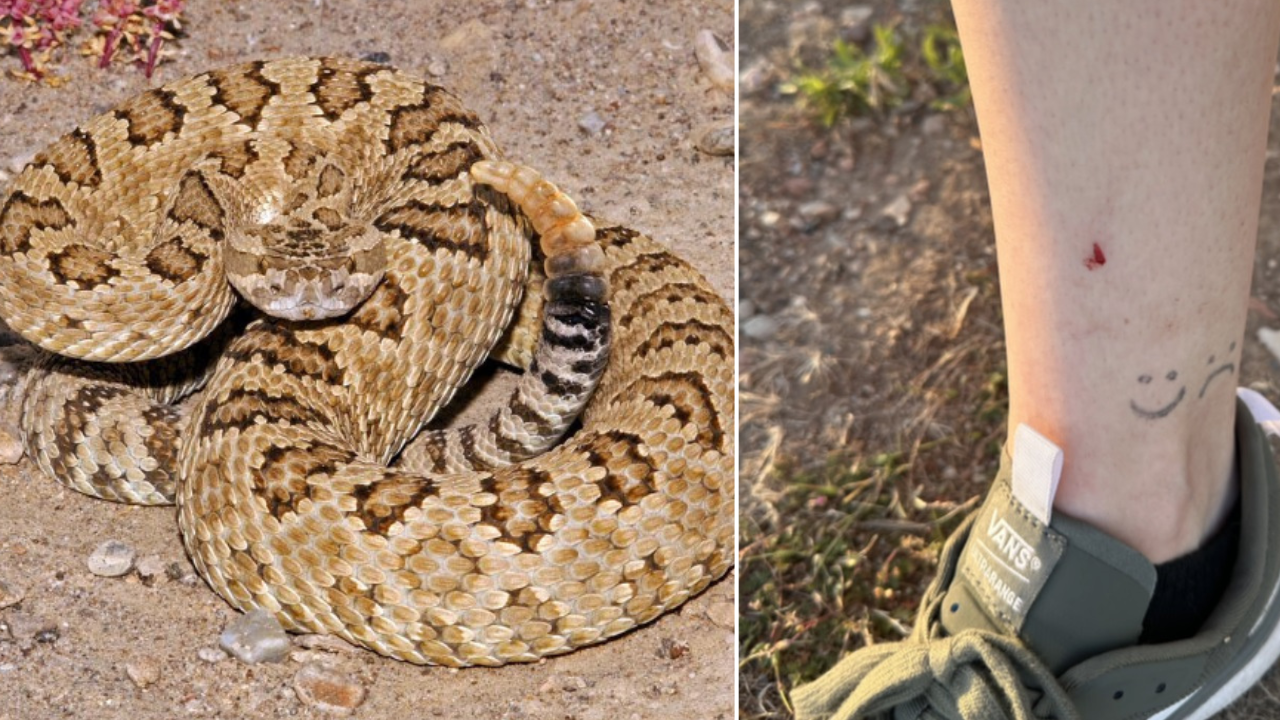 Rattlesnake bites nearly double the norm around Salt Lake City this year