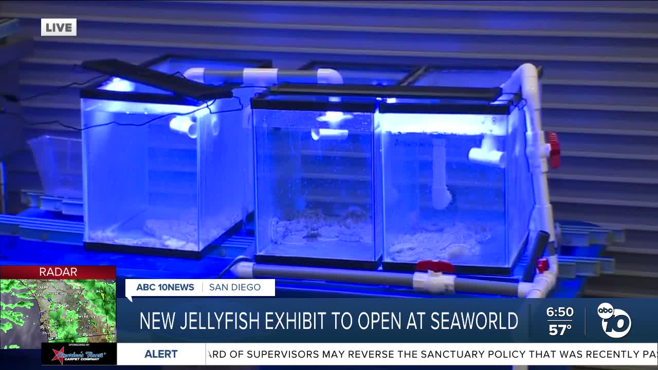 New jellyfish exhibit opens at SeaWorld San Diego Saturday
