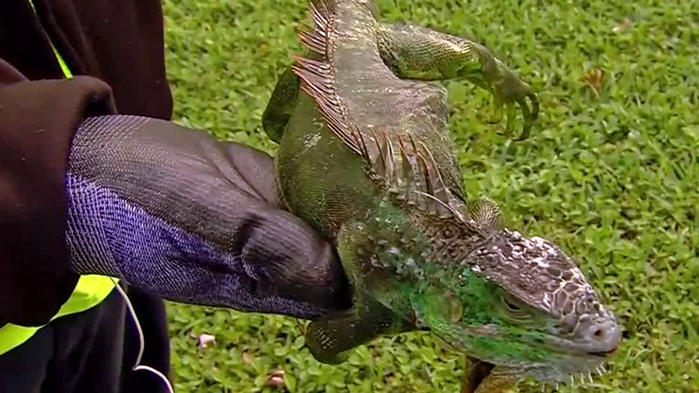Iguanas stunned by cold in frigid Florida