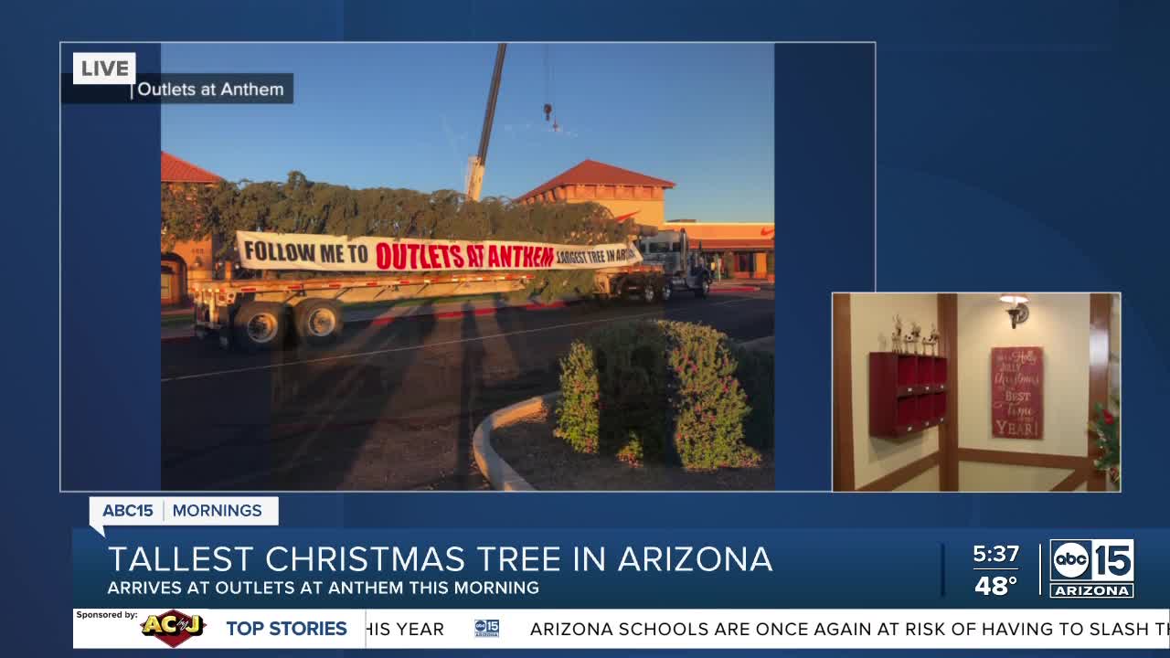 Arizona's tallest fresh-cut Christmas tree arrives in Anthem