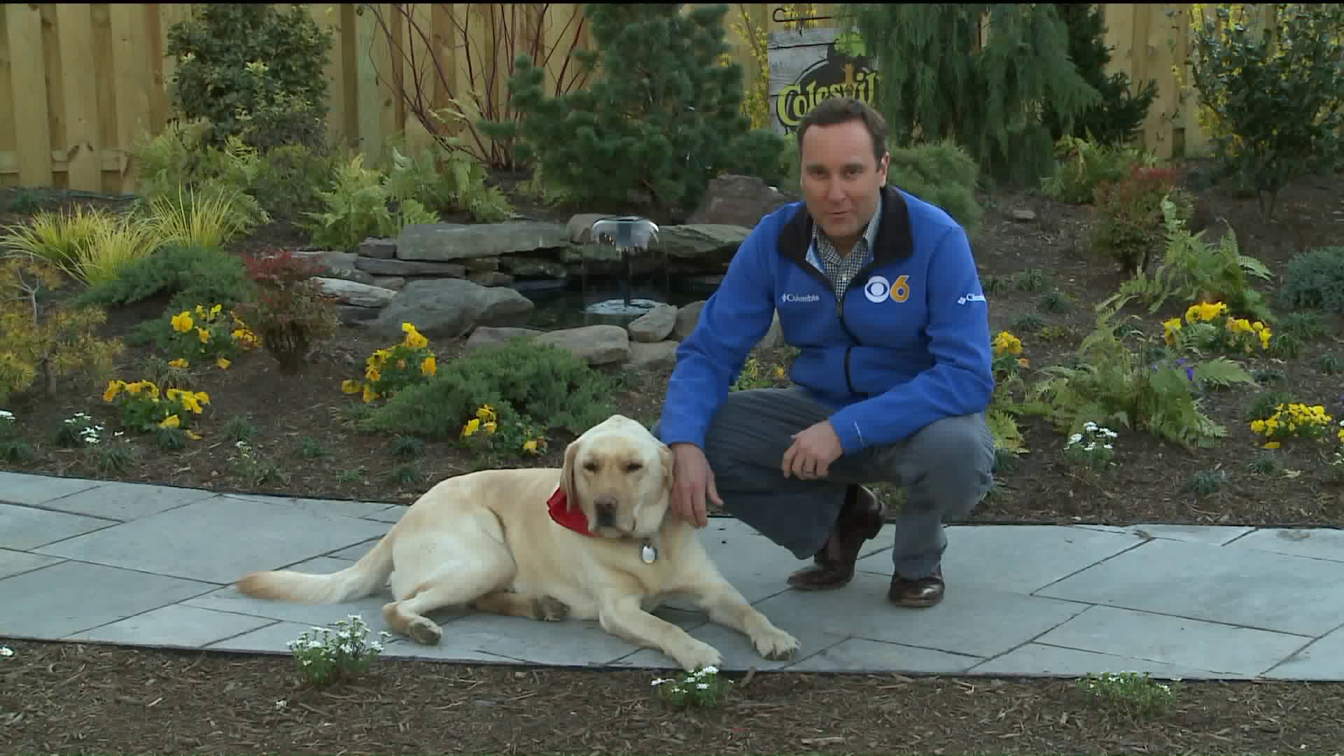 How to support Walter the Weather Dog in RAL's Calendar Contest