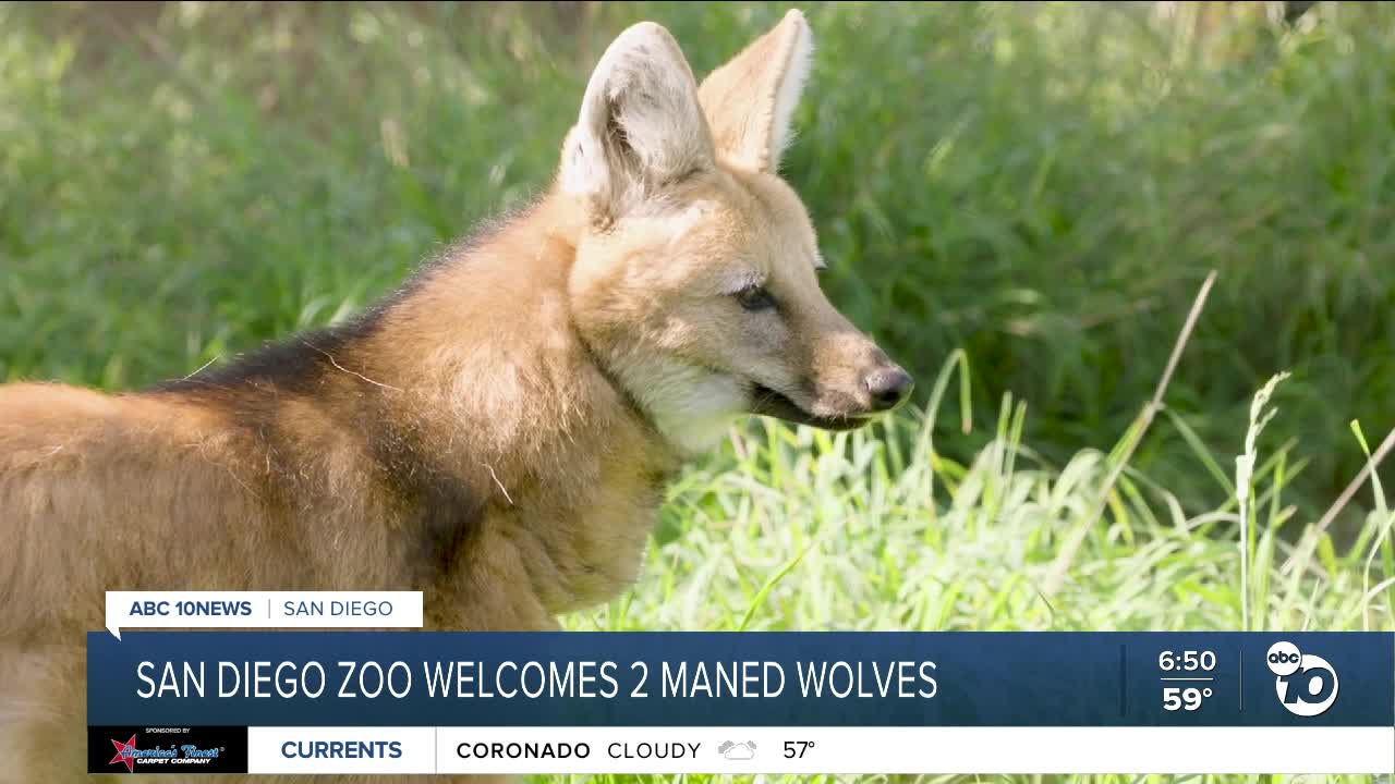 2 maned wolves have new home at San Diego Zoo