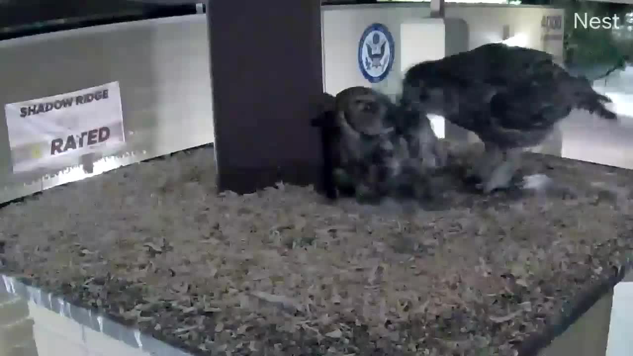 WATCH: Surprise high school readying for new owlets on campus